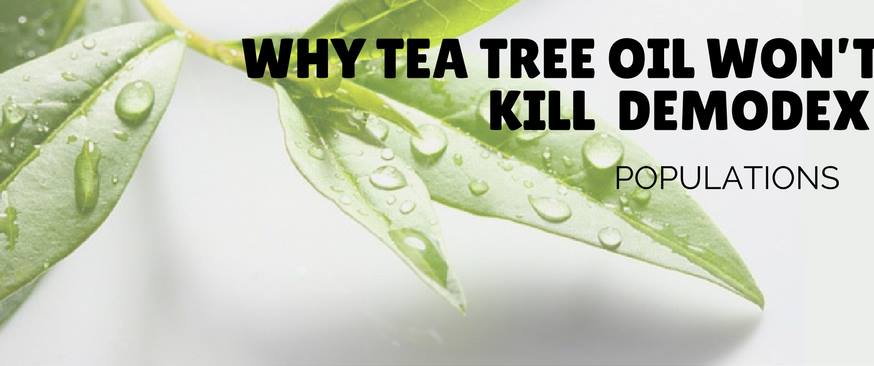 2-why-tea-tree-oil-wont-kill-demodex - Ungex | Demodex treatment
