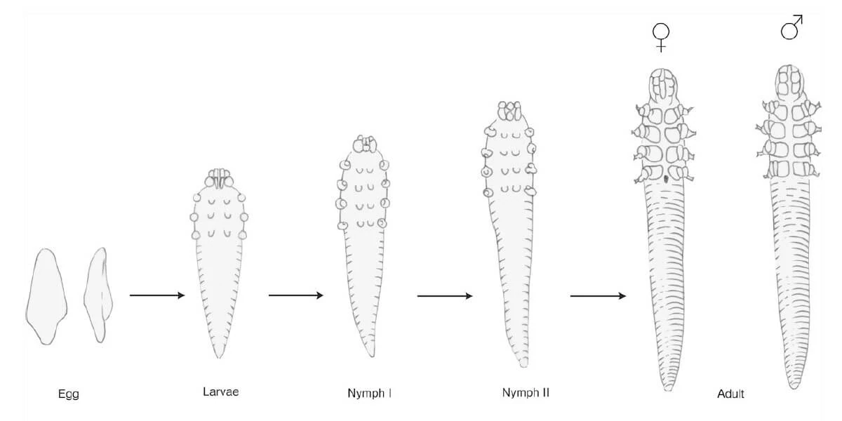 Demodex An Overview ScienceDirect Topics, 48% OFF Demodex An Overview ScienceDirect Topics, 48% OFF